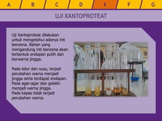 Praktikum Kimia - Uji Protein | PPTX