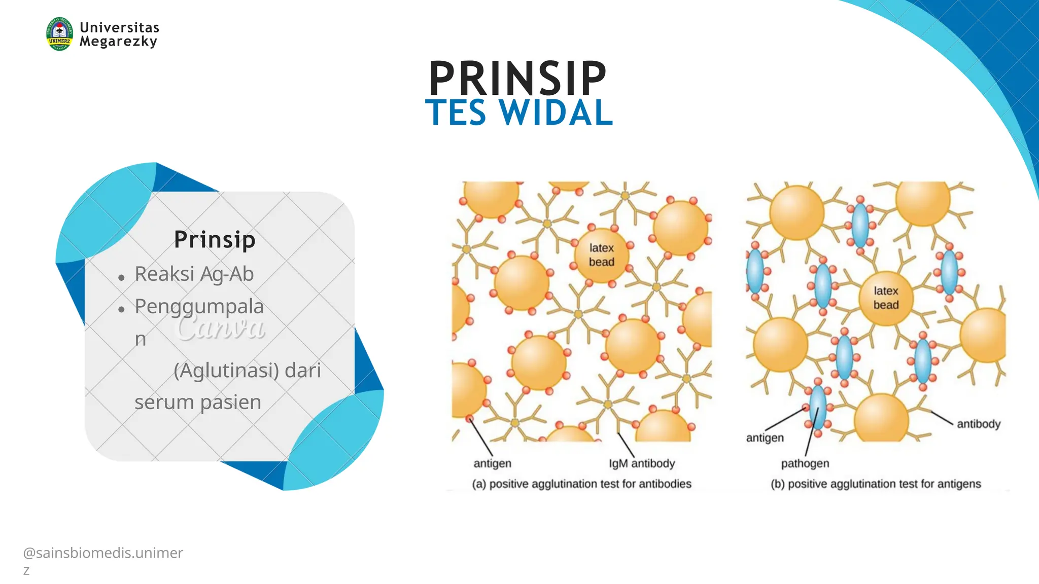 identifikasi bakteri dengan uji serologi.pptx