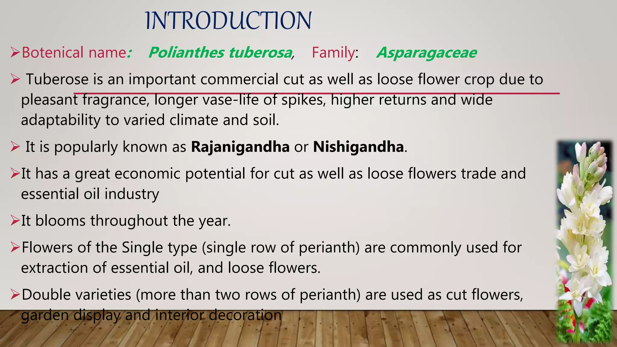 A PRESENTATION ON PRODUCTION AND MANAGEMENT OF TUBEROSE | PPTX