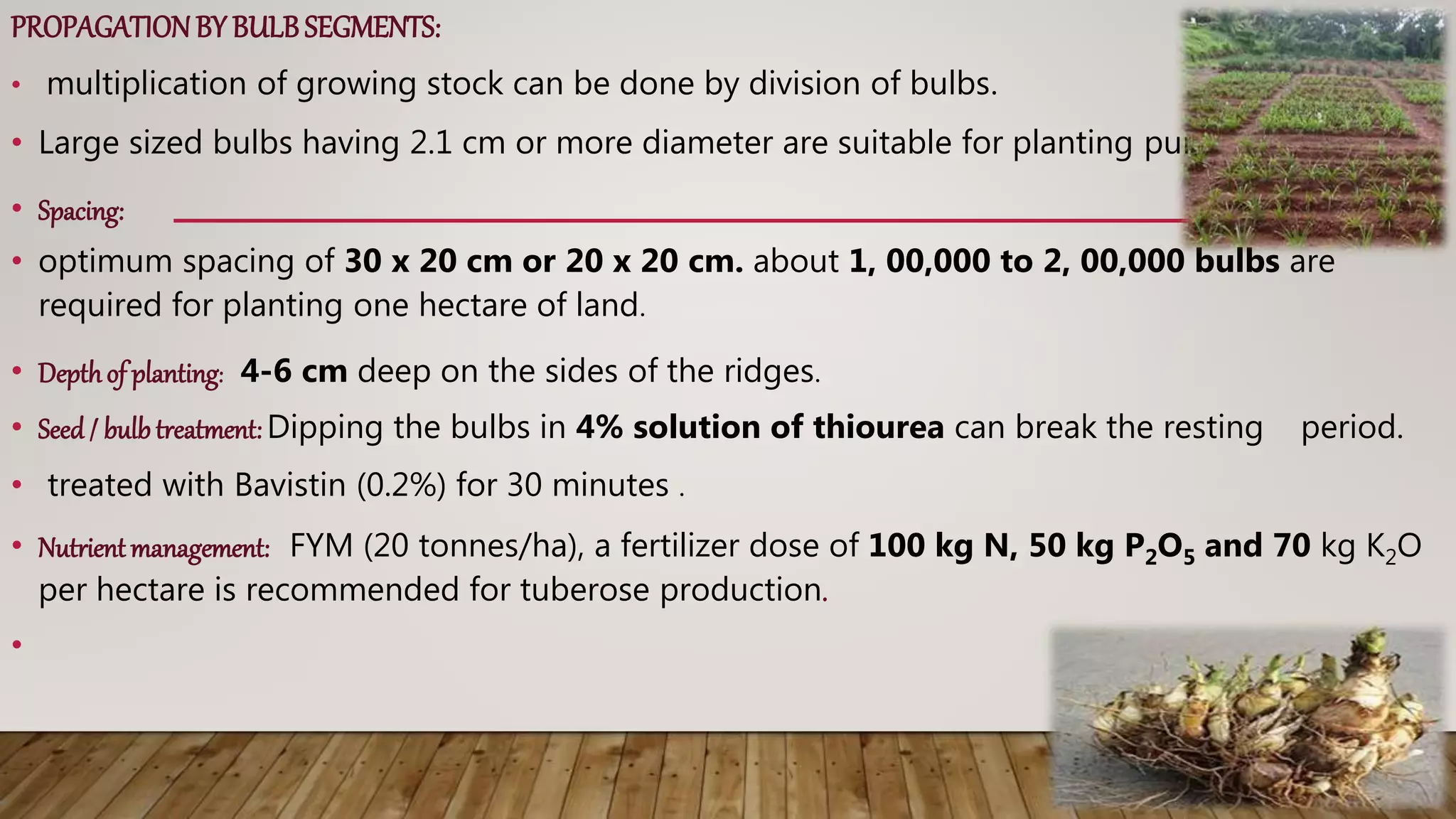 A PRESENTATION ON PRODUCTION AND MANAGEMENT OF TUBEROSE | PPTX