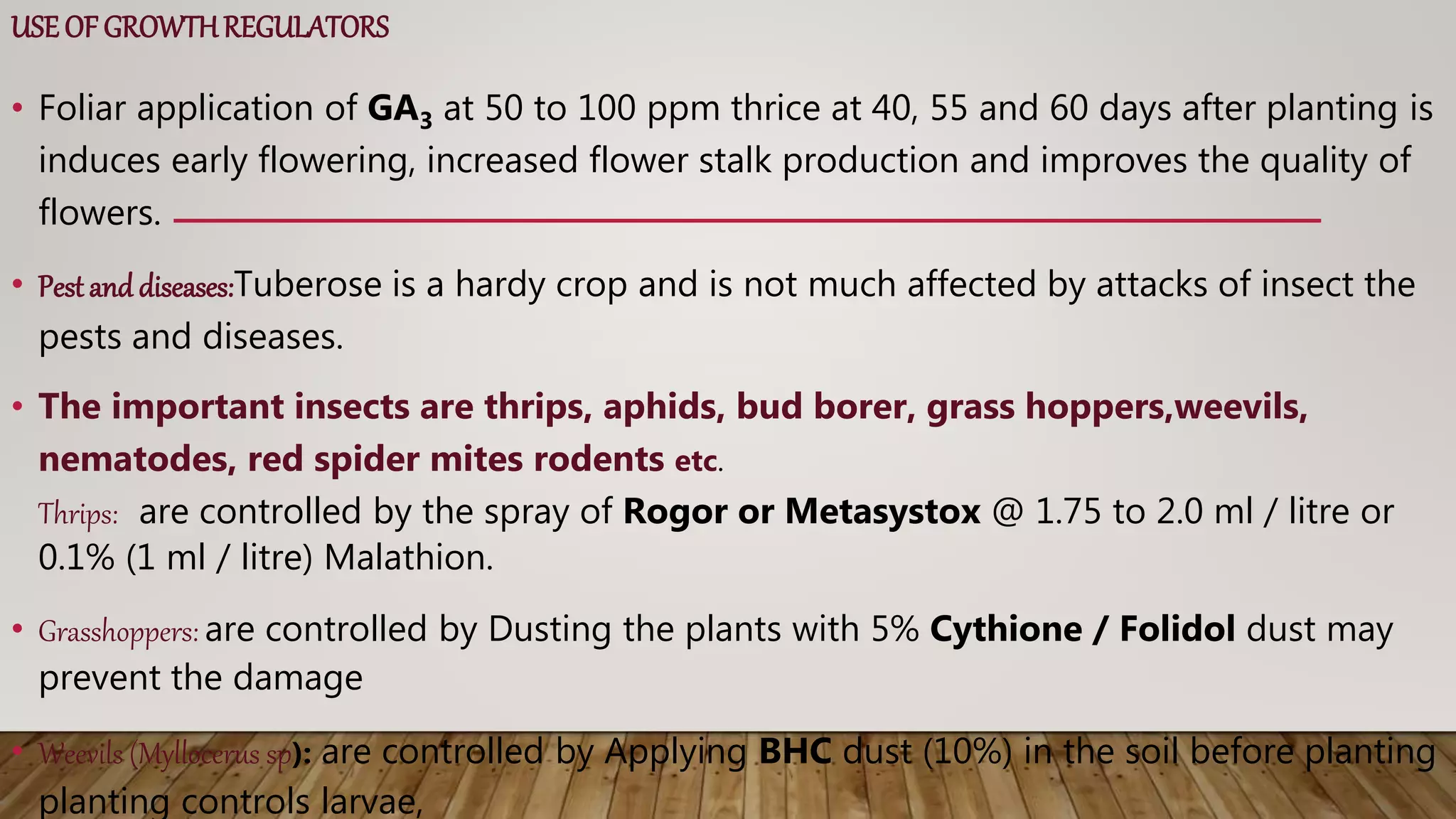 A PRESENTATION ON PRODUCTION AND MANAGEMENT OF TUBEROSE | PPTX