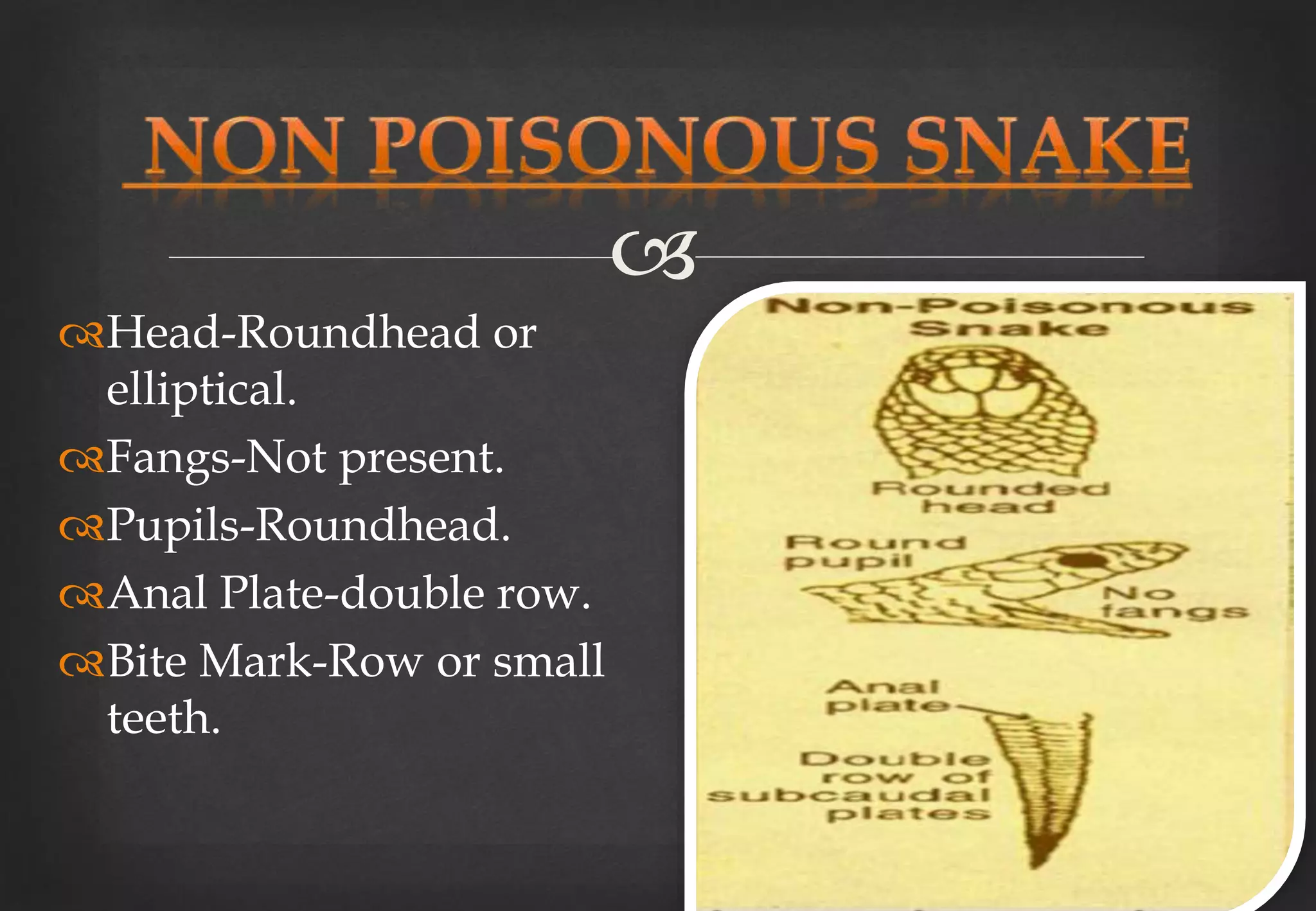 Poison appertus and biting mechanism in snakes | PPTX