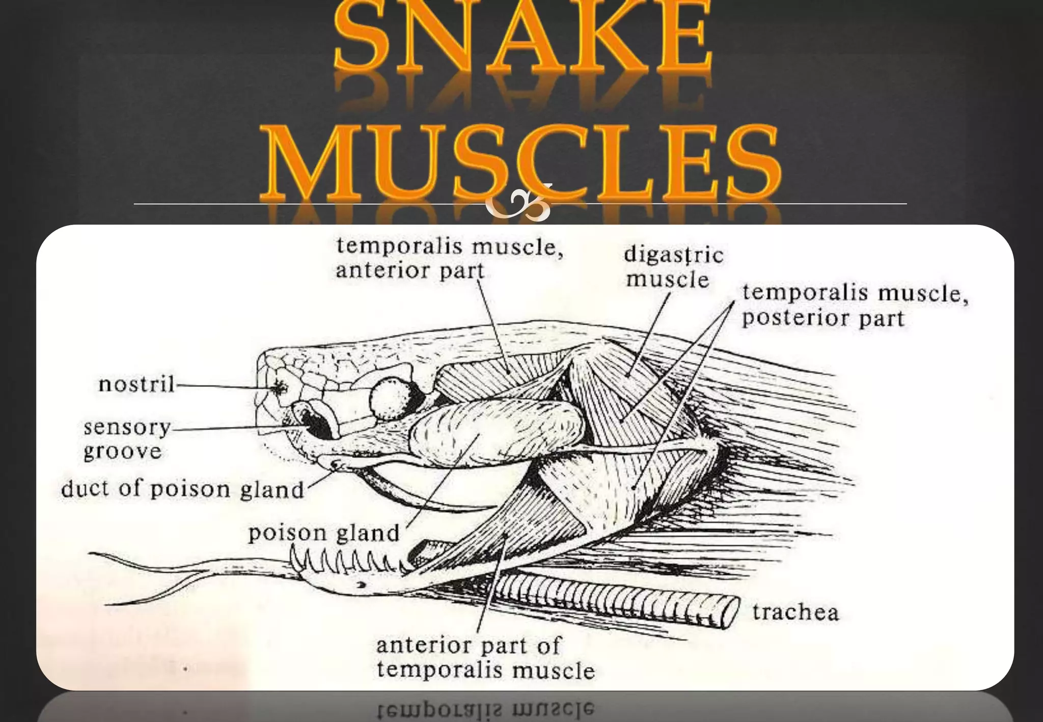 Poison appertus and biting mechanism in snakes | PPTX