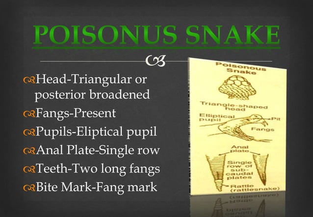 Poison appertus and biting mechanism in snakes | PPTX