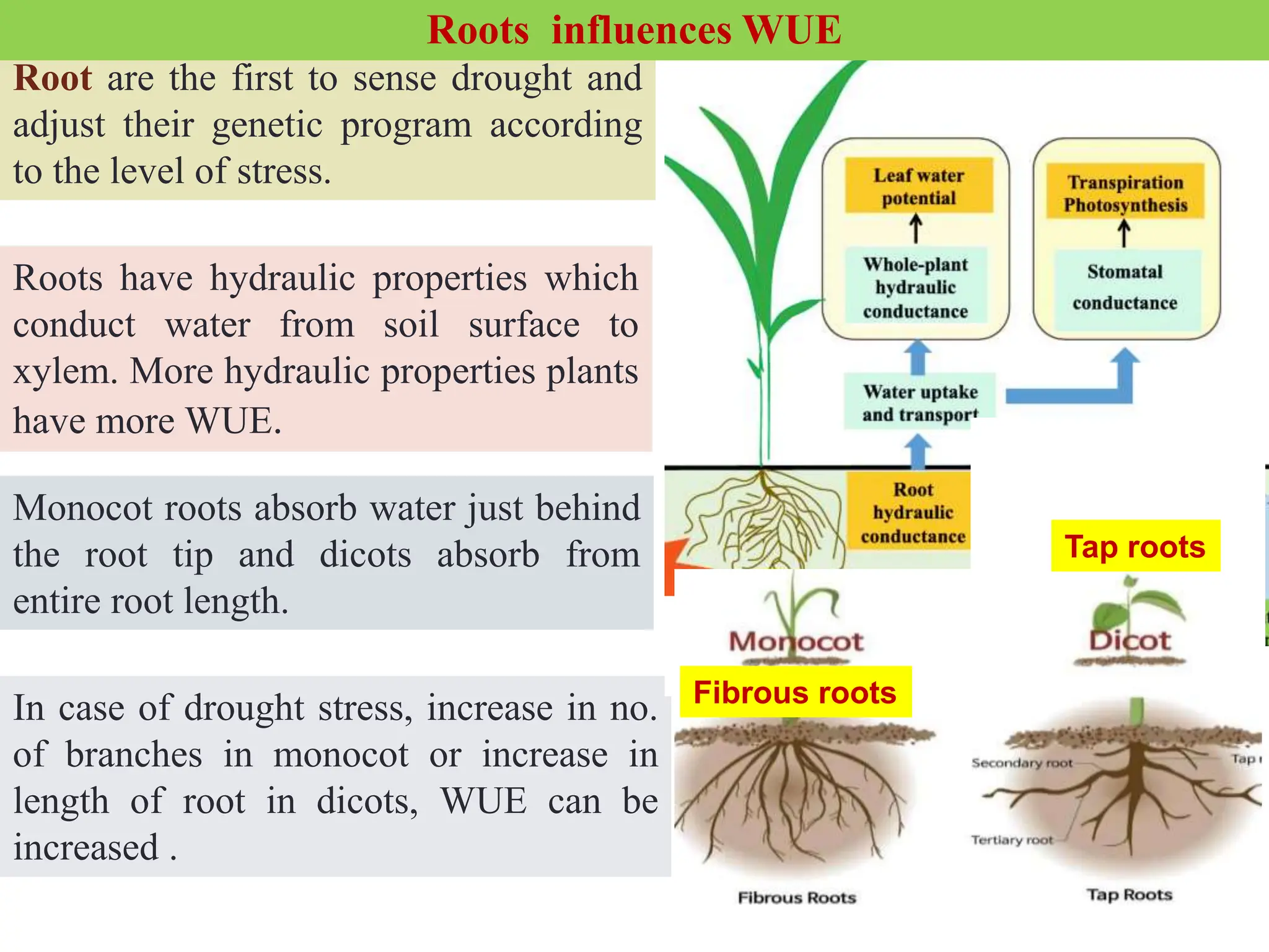 PHYSIOLOGY BEHIND WATER USE EFFICIENCY IN PLANTS | PPTX