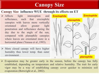 PHYSIOLOGY BEHIND WATER USE EFFICIENCY IN PLANTS | PPTX