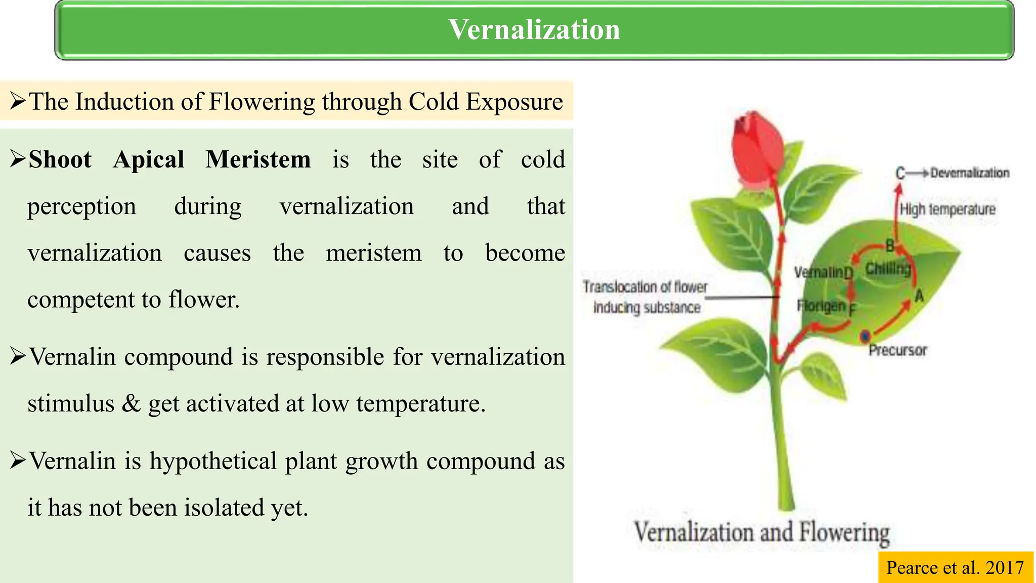 Physiological and Molecular Mechanisms Underlying Flowering | PPTX