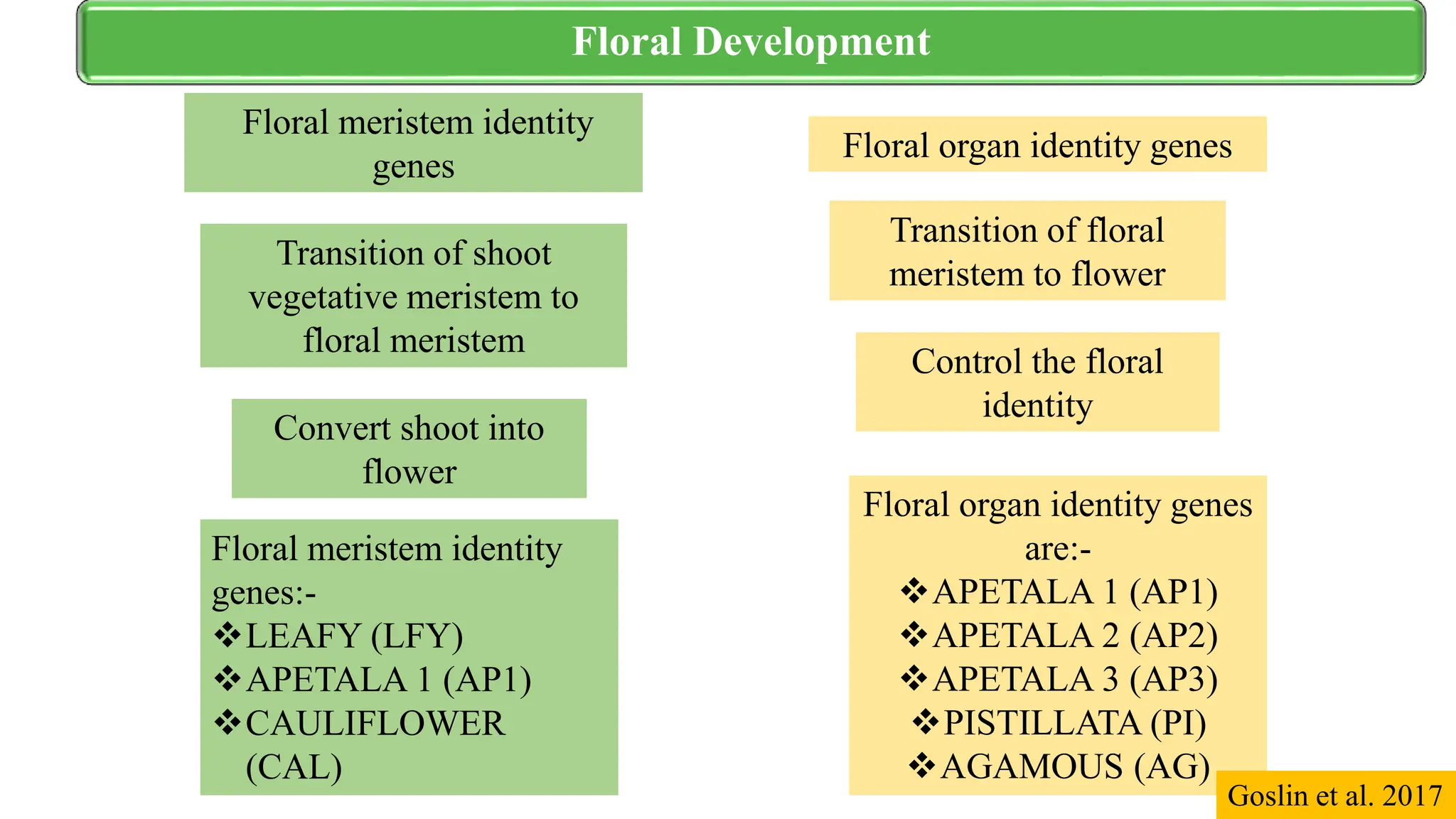 Physiological and Molecular Mechanisms Underlying Flowering | PPTX