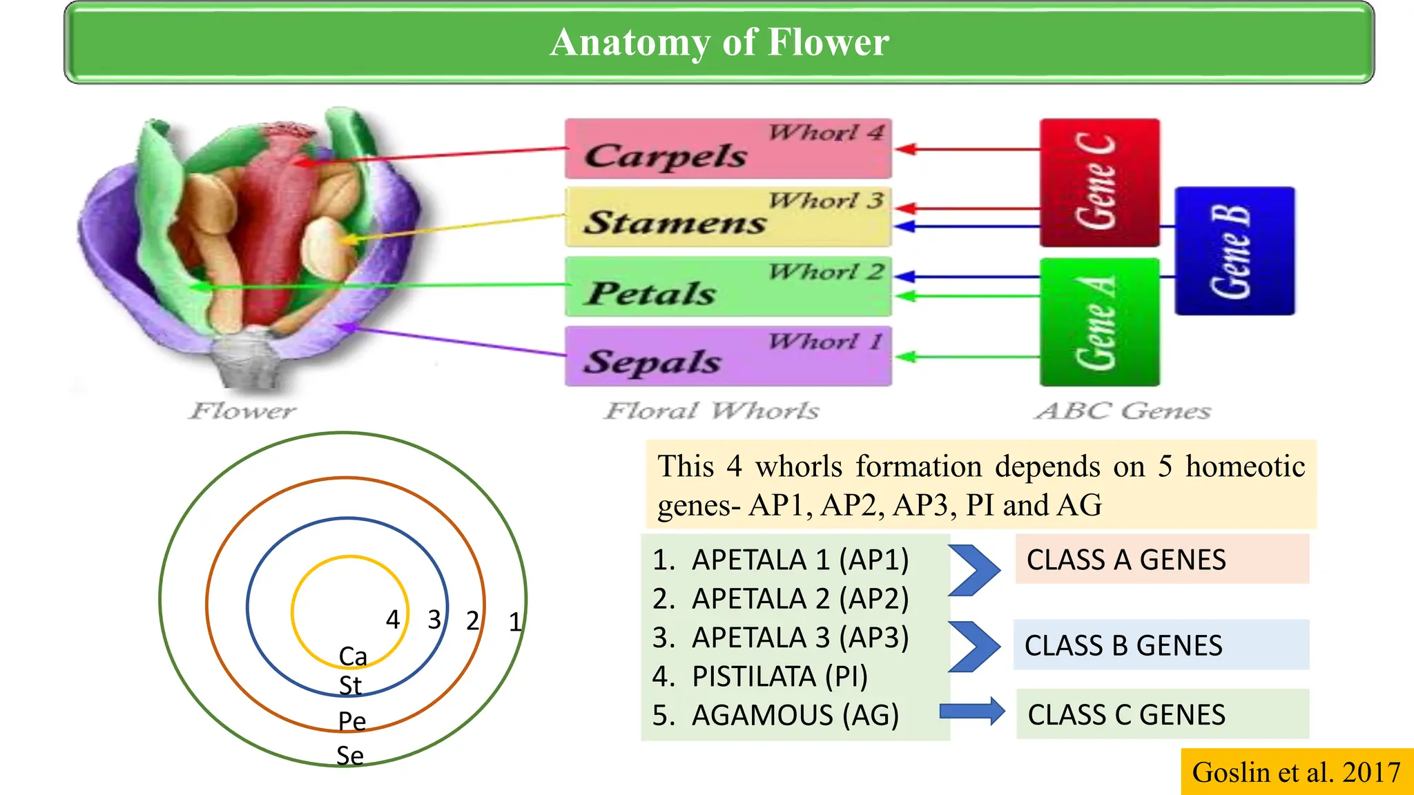 Physiological and Molecular Mechanisms Underlying Flowering | PPTX