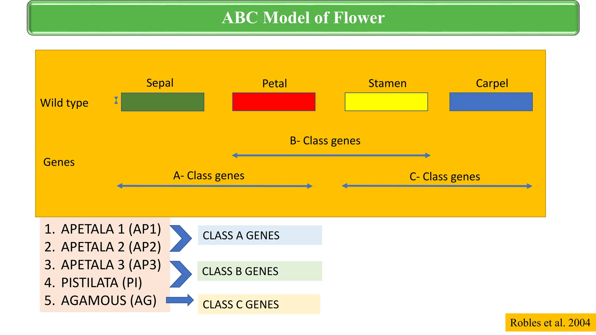 Physiological and Molecular Mechanisms Underlying Flowering | PPTX