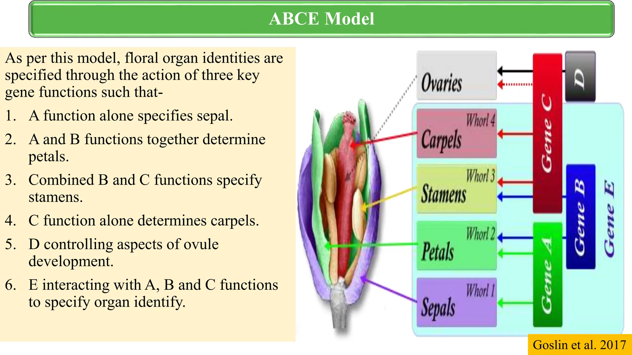 Physiological and Molecular Mechanisms Underlying Flowering | PPTX