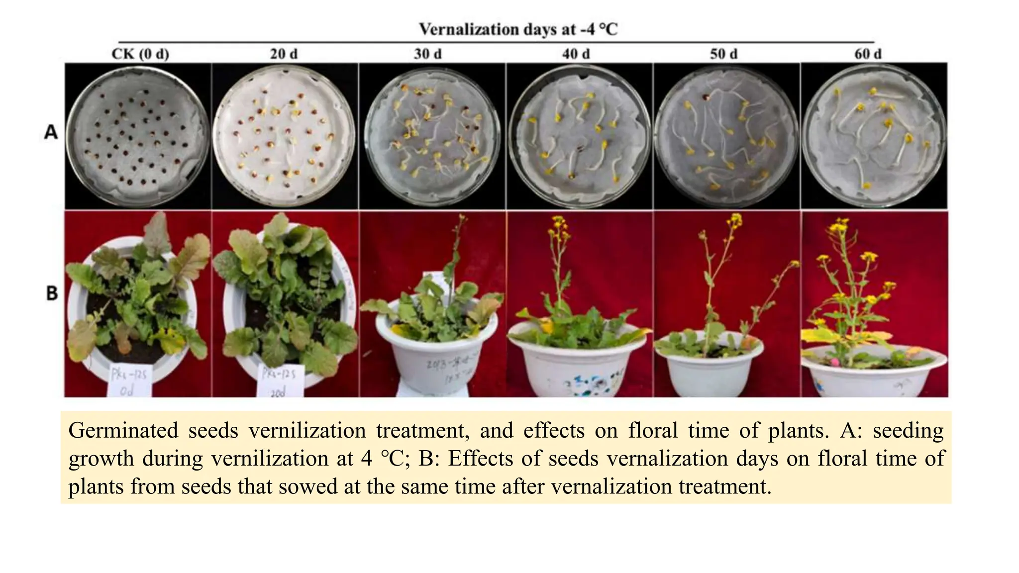 Physiological and Molecular Mechanisms Underlying Flowering | PPTX