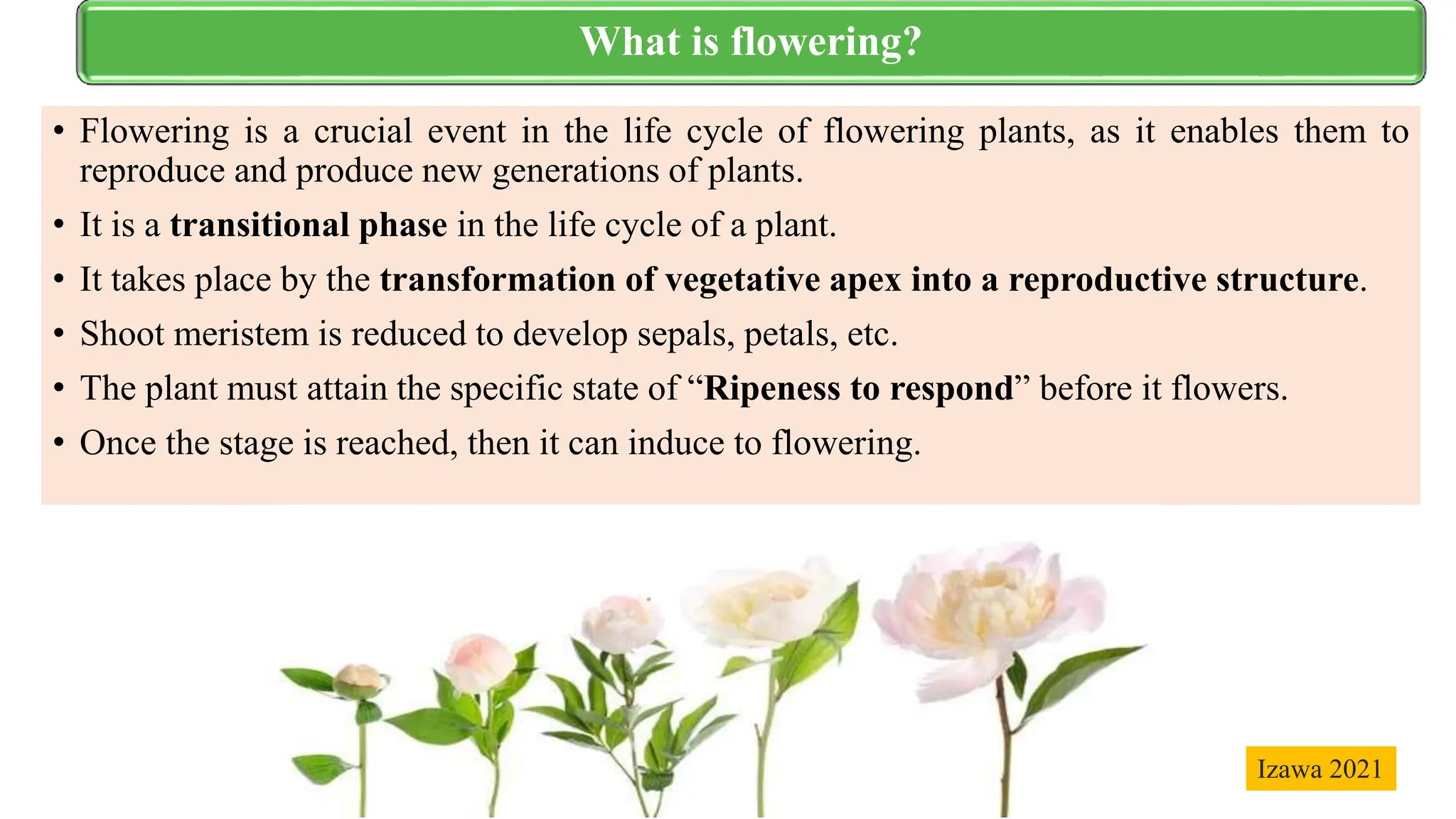 Physiological and Molecular Mechanisms Underlying Flowering | PPTX