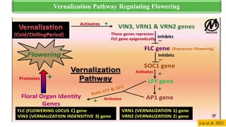 Physiological and Molecular Mechanisms Underlying Flowering | PPTX