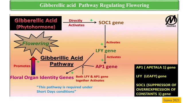 Physiological and Molecular Mechanisms Underlying Flowering | PPTX ...