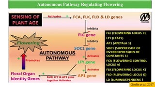 Physiological and Molecular Mechanisms Underlying Flowering | PPTX