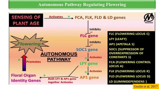 Physiological and Molecular Mechanisms Underlying Flowering | PPTX ...