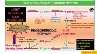 Physiological and Molecular Mechanisms Underlying Flowering | PPTX