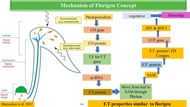 Physiological and Molecular Mechanisms Underlying Flowering | PPTX ...
