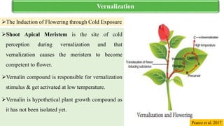 Physiological and Molecular Mechanisms Underlying Flowering | PPTX