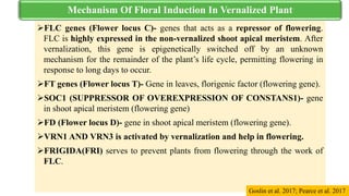 Physiological and Molecular Mechanisms Underlying Flowering | PPTX ...