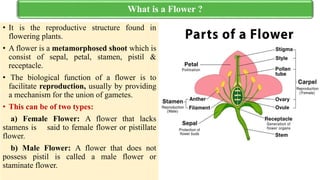 Physiological and Molecular Mechanisms Underlying Flowering | PPTX