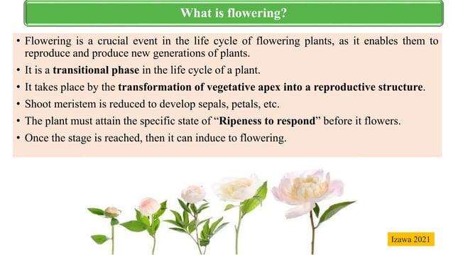 Physiological and Molecular Mechanisms Underlying Flowering | PPTX ...