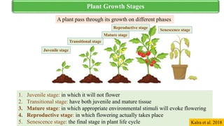 Physiological and Molecular Mechanisms Underlying Flowering | PPTX