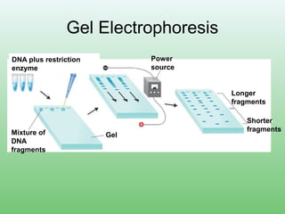 Genetic technology | PPT
