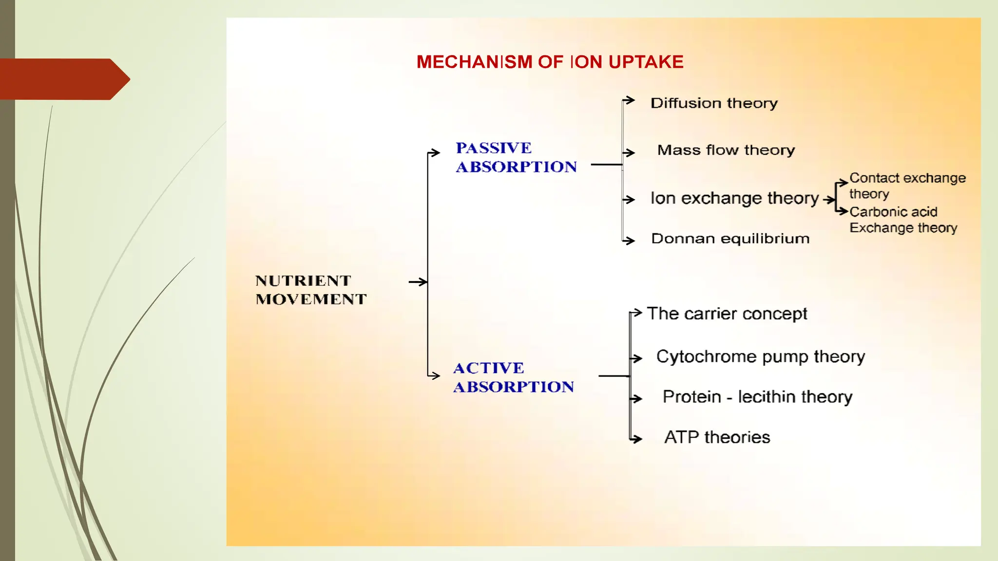 Unveiling the Plant's Nutritional Strategy: Passive & Active Uptake ...
