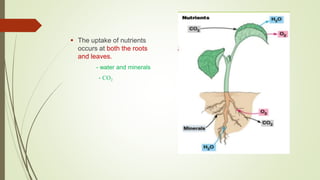 Unveiling the Plant's Nutritional Strategy: Passive & Active Uptake ...