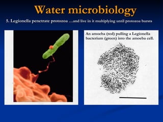 Uk Presentation (Legionella) | PPT
