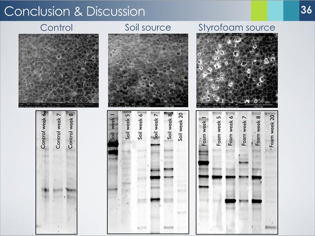 Biodegradation of Polystyrene foam by the Microorganism from Landfill | PDF