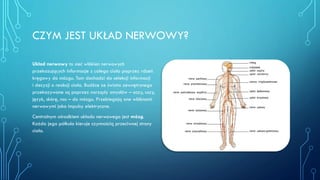 Układ nerwowy | PPT