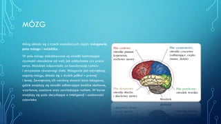 Układ nerwowy | PPT