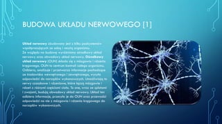 Układ nerwowy | PPT