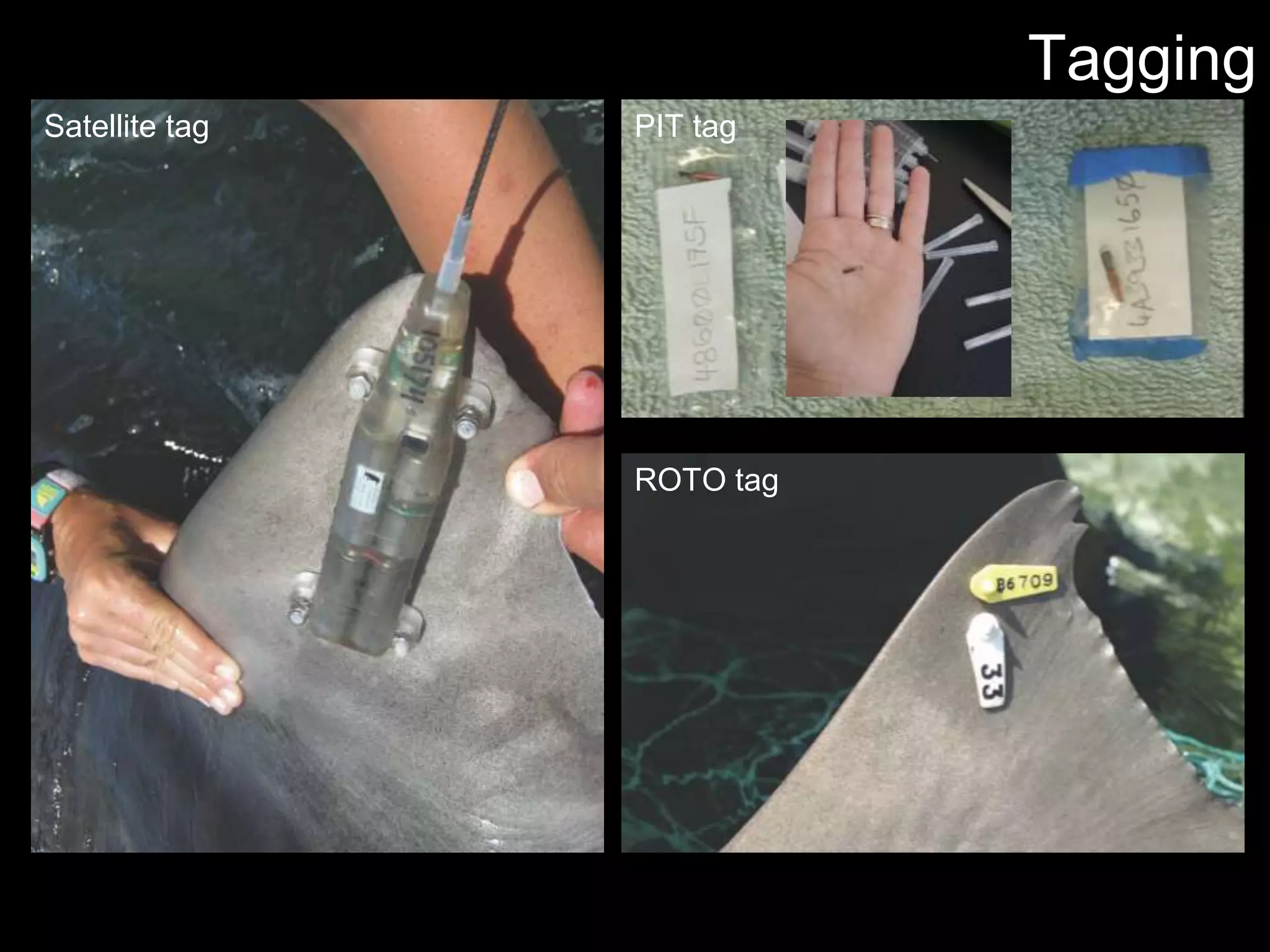 Let's Investigate Sharks UK: Key Stage 3 & 4 | PPTX