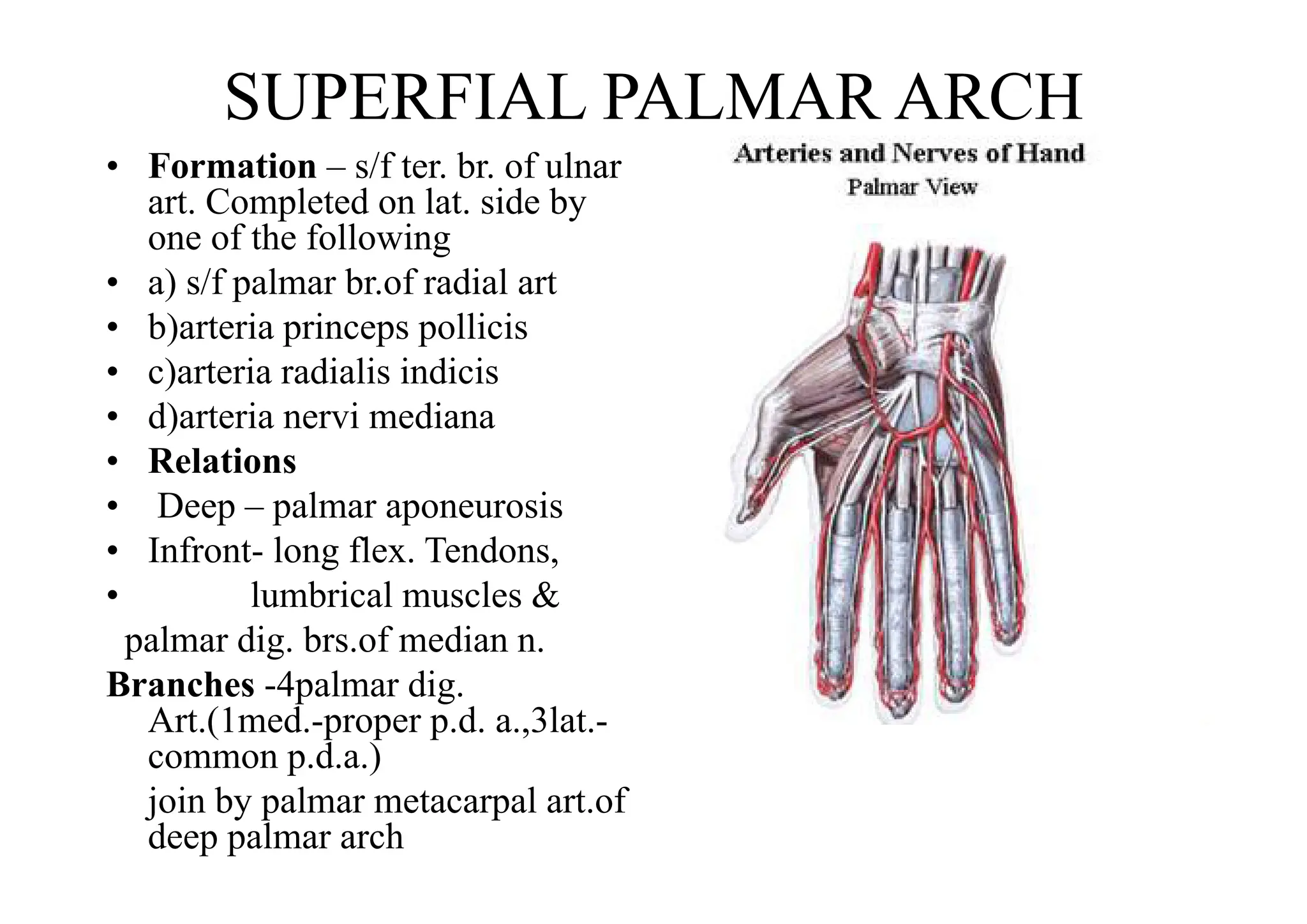 UL-fascial spaces in palm upper limb topic in anatomy (1).pdf