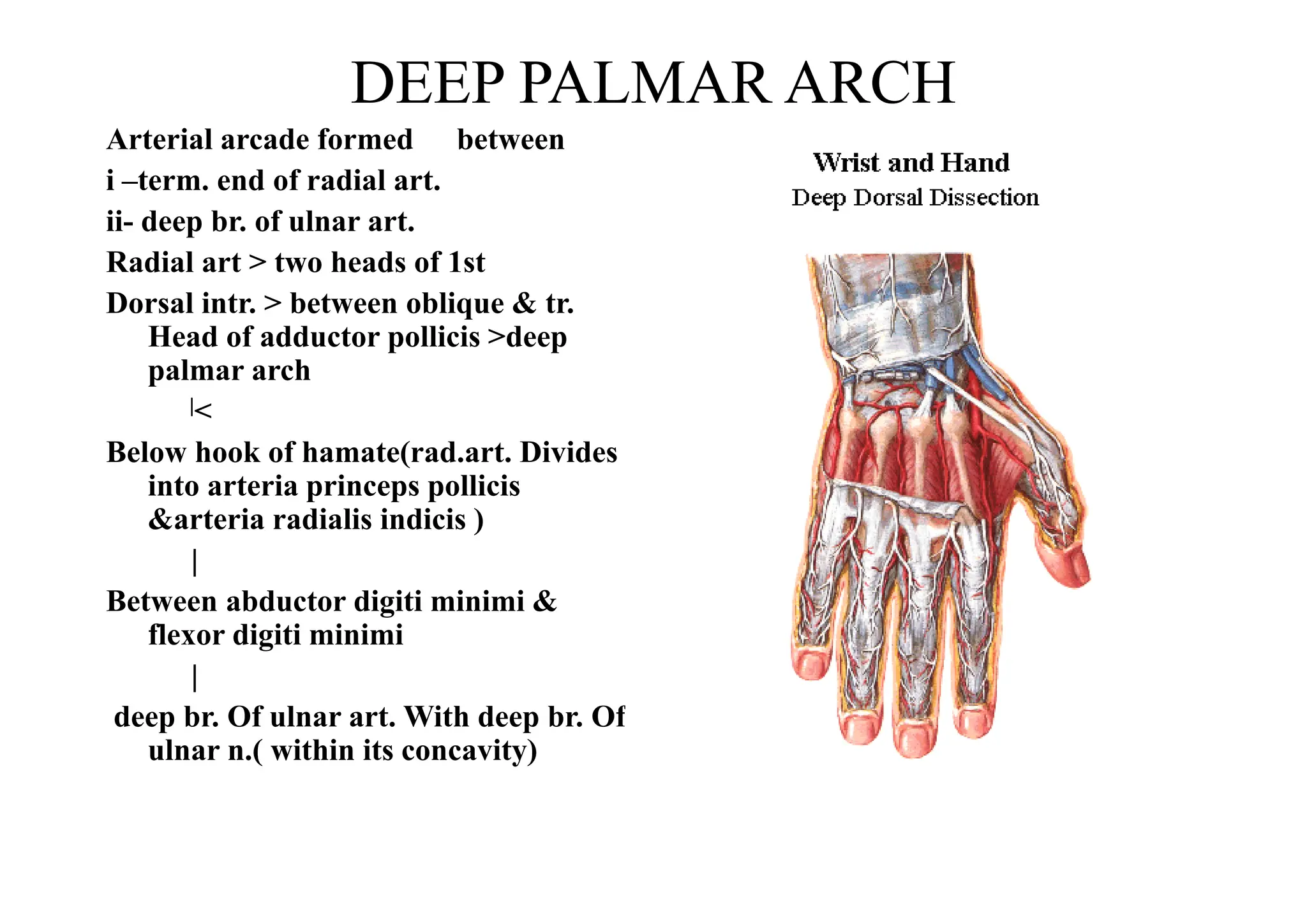 UL-fascial spaces in palm upper limb topic in anatomy (1).pdf