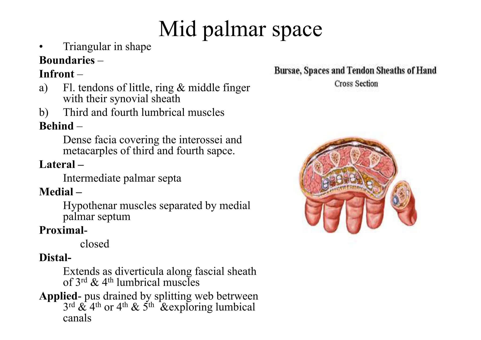 UL-fascial spaces in palm upper limb topic in anatomy (1).pdf