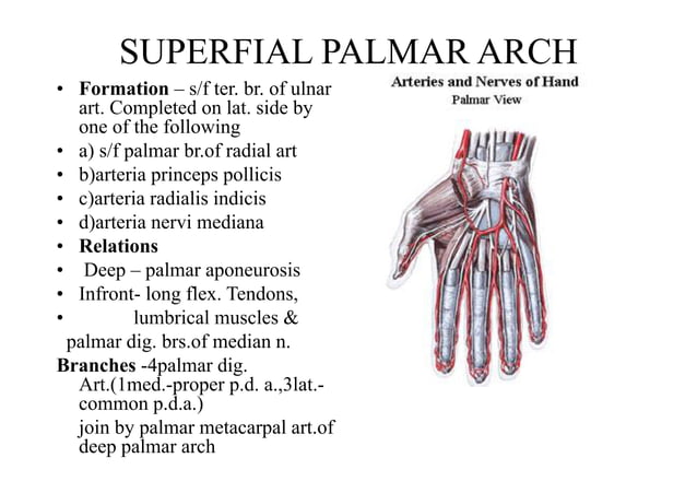 UL-fascial spaces in palm upper limb topic in anatomy (1).pdf