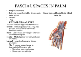 UL-fascial spaces in palm upper limb topic in anatomy (1).pdf