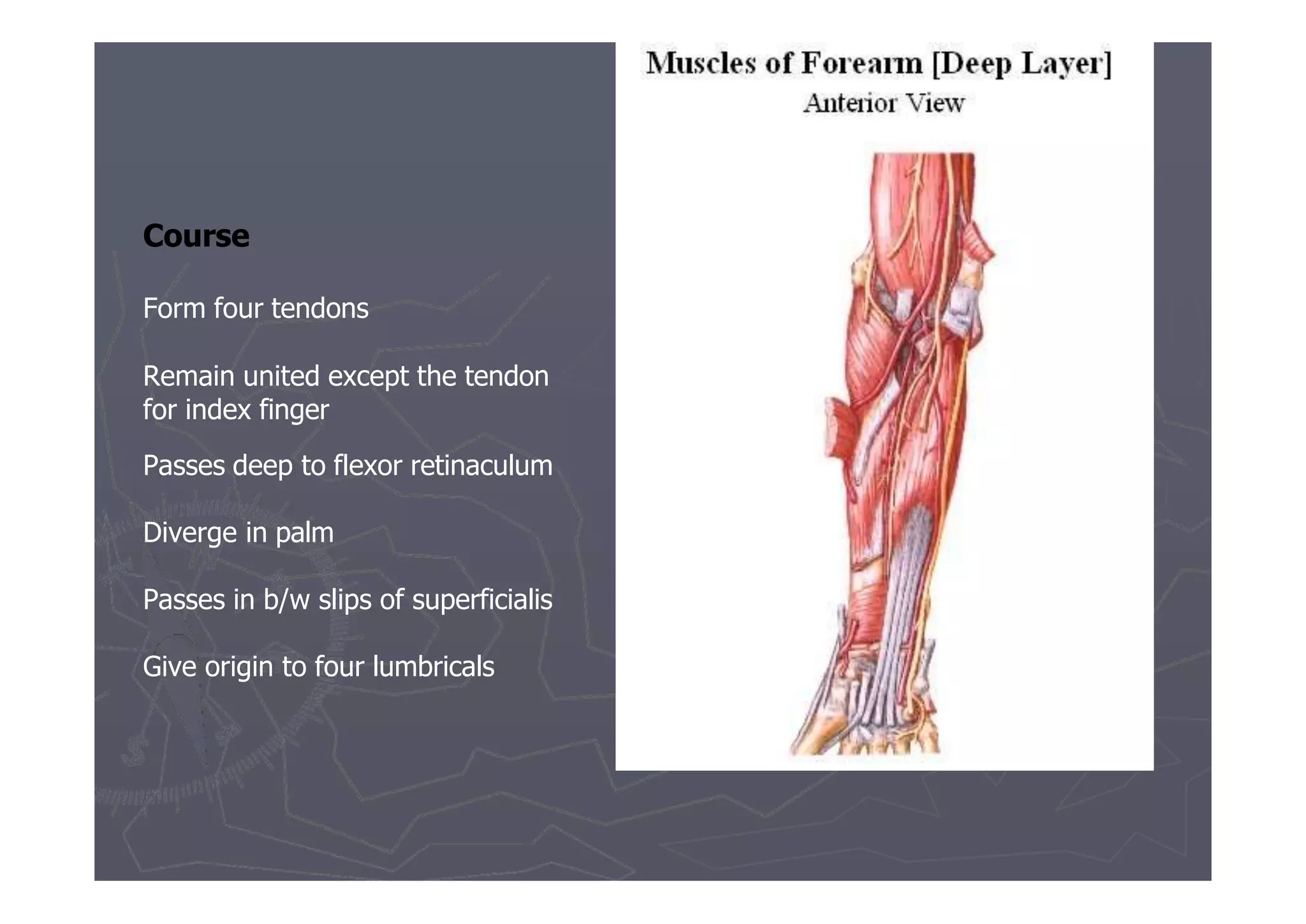 Ul- flexor - Forearm.pptx