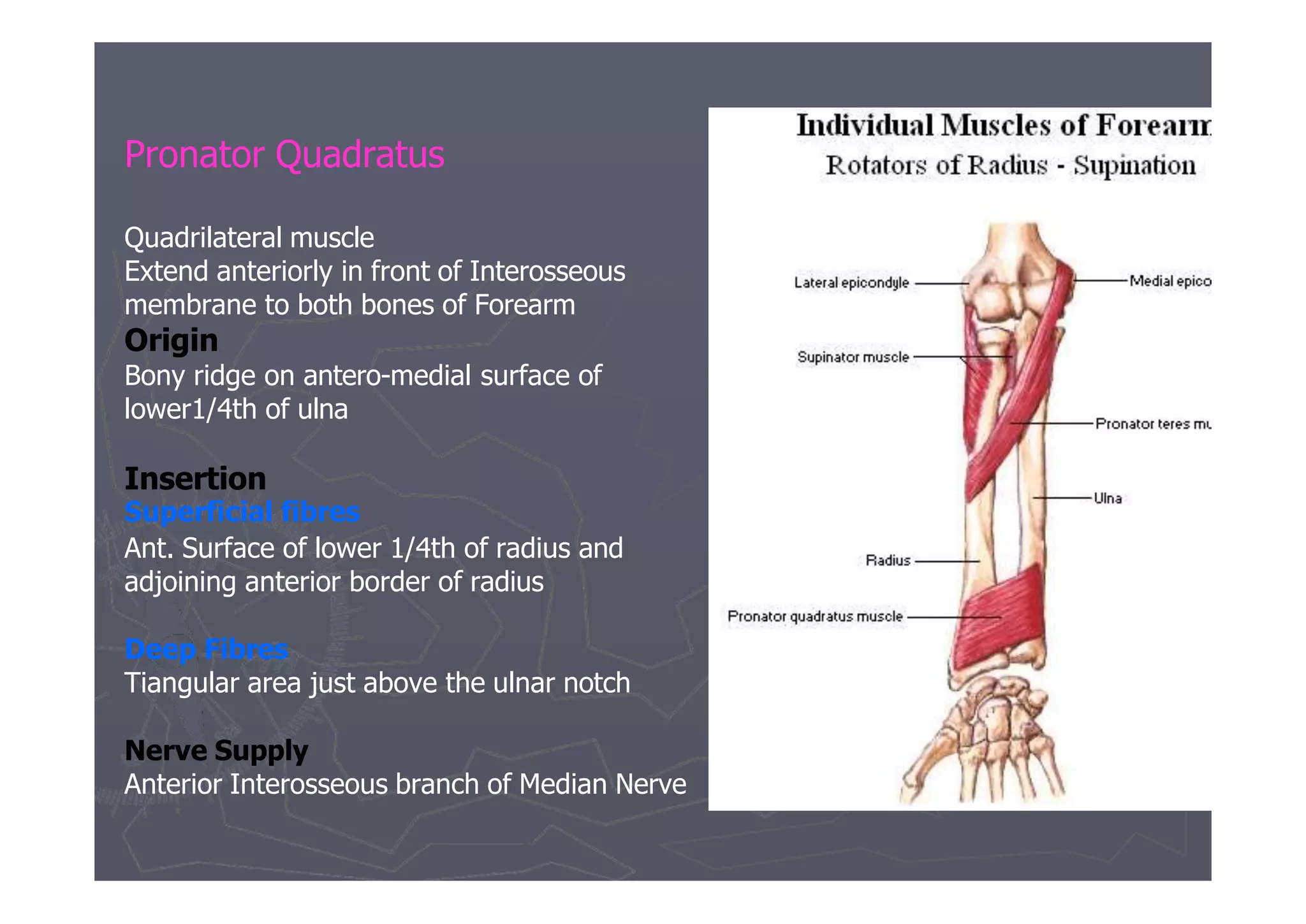 Ul- flexor - Forearm.pptx