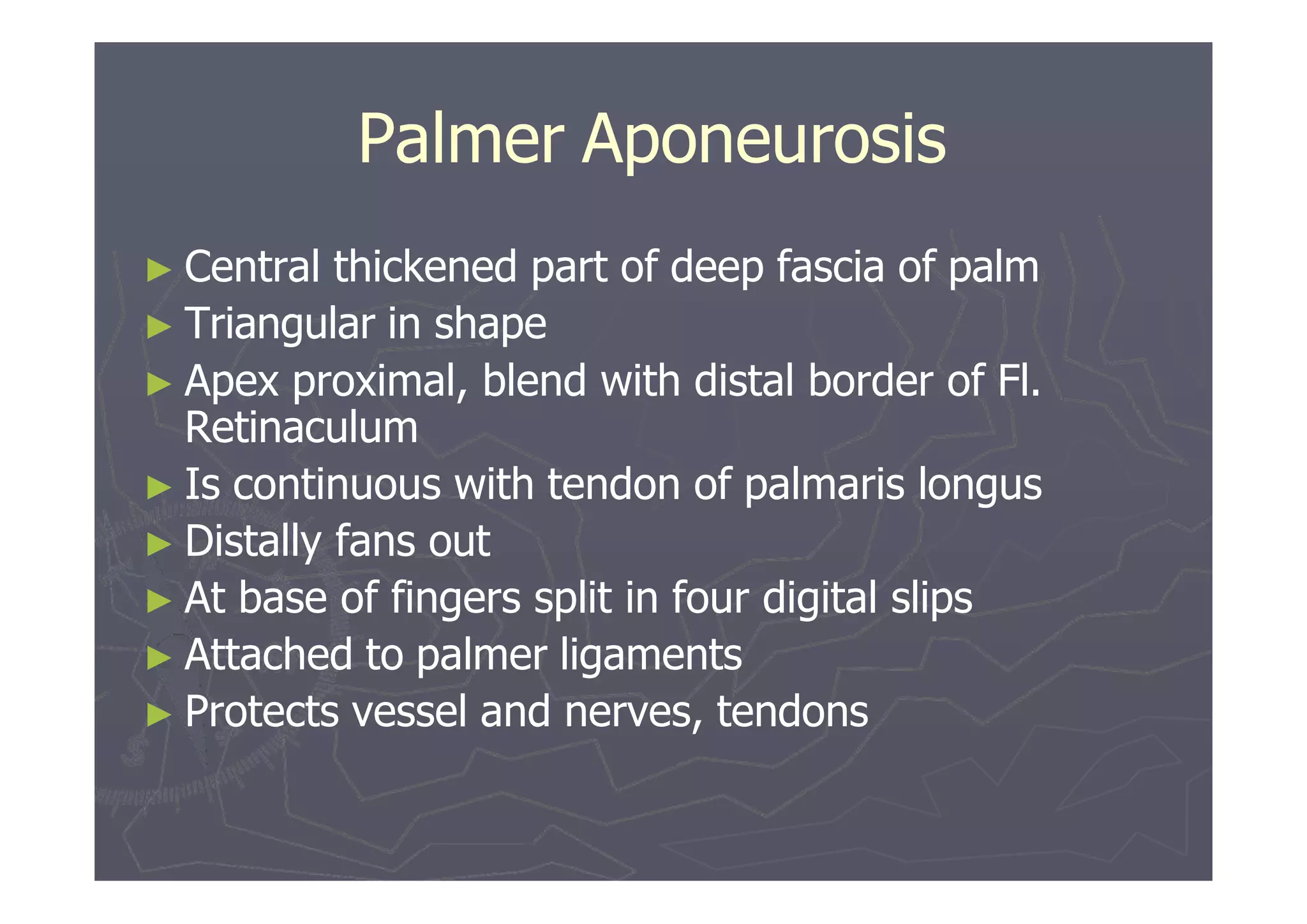 Ul- flexor - Forearm.pptx
