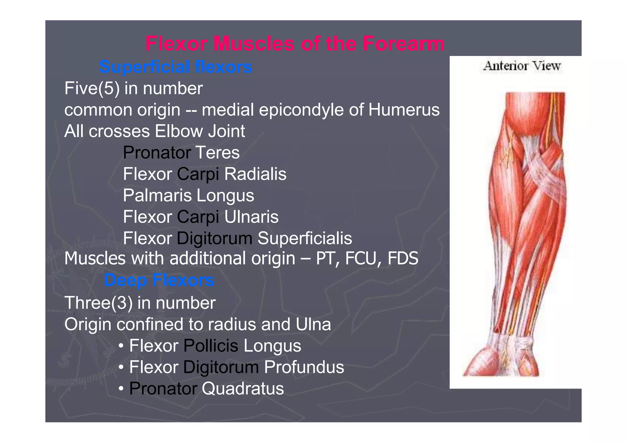 Ul- flexor - Forearm.pptx