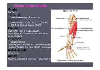Ul- flexor - Forearm.pptx