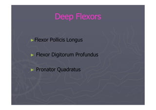 Ul- flexor - Forearm.pptx