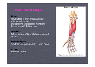 Ul- flexor - Forearm.pptx