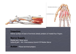 Ul- flexor - Forearm.pptx